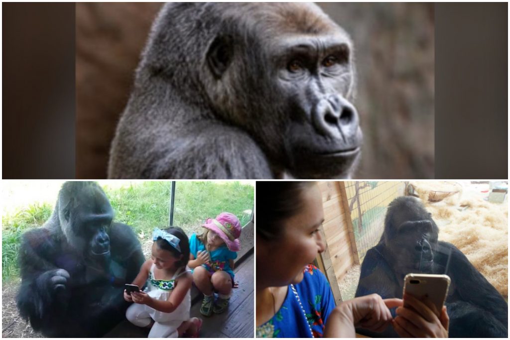 VIDEO. Galēja apsēstība ar viedtālruni skar arī pusaugu gorillas – zoodārzs aizliedz zvēriem ...