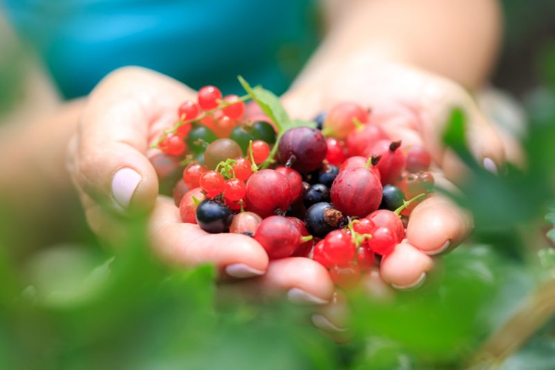 Kas vērtīgs vasaras ogās? Skaidro speciālisti | Veselam.lv