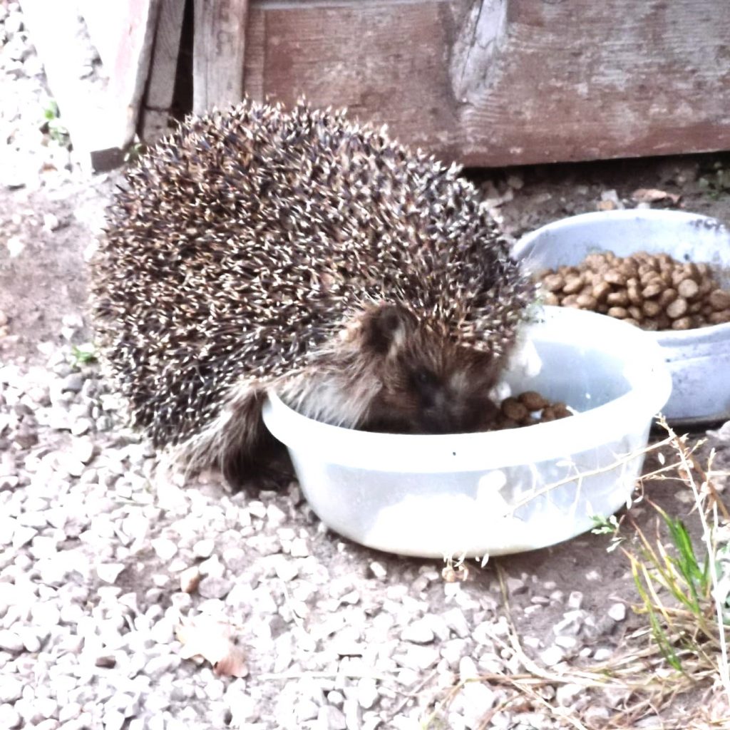 Kā rīkoties, ja par regulāru suņa bļodiņas iztukšotāju kļuvis adatains ciemiņš – ezis? | LA.LV