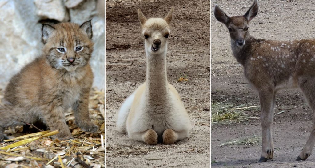 FOTO. Rīgas Zoodārzā sācies mazuļu laiks: pasaulē nākuši briežu ...
