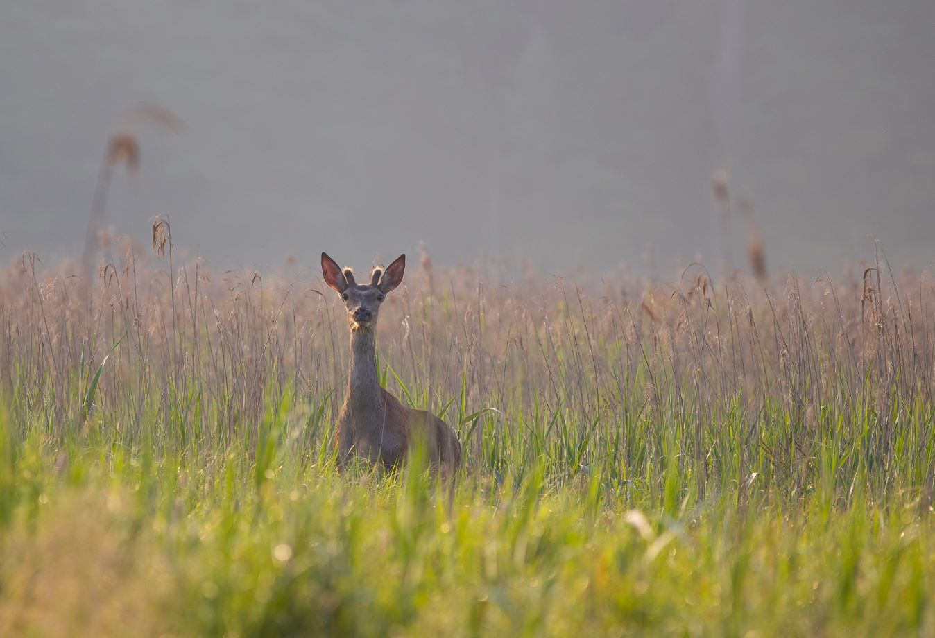 VIDEO. Auto notriekta stirna mokās ceļmalā. Kāpēc neviens dienests ...