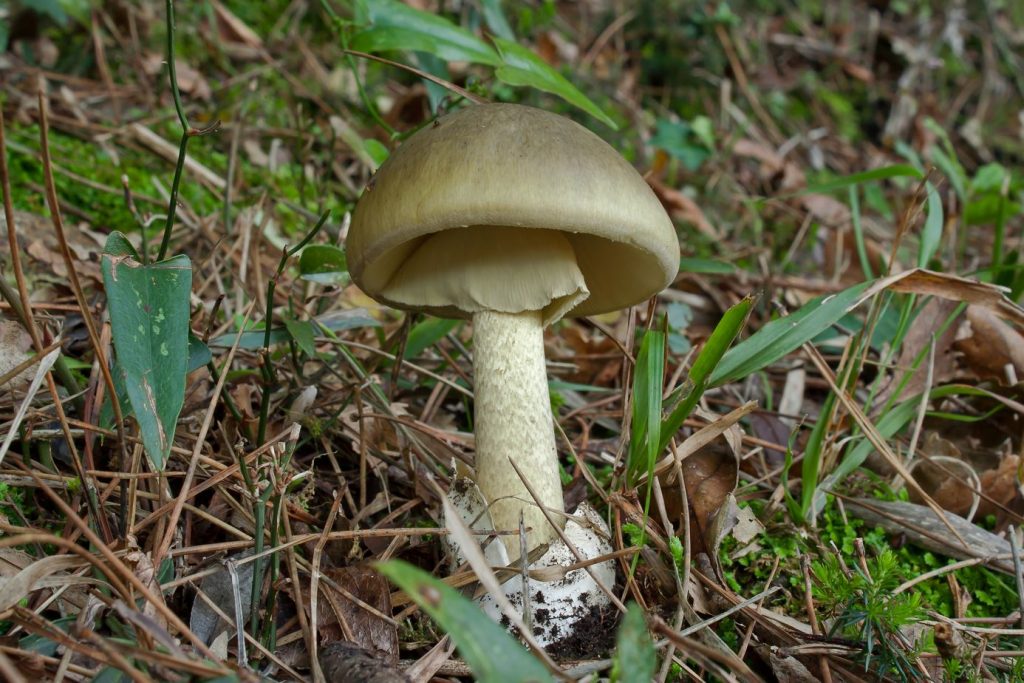 Rīgas Austrumu slimnīcā miris cilvēks, kurš bija saindējies, apēdot ...