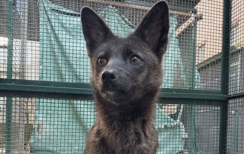 VIDEO. Savvaļā atklāts pirmais suņa-lapsas hibrīds | LA.LV