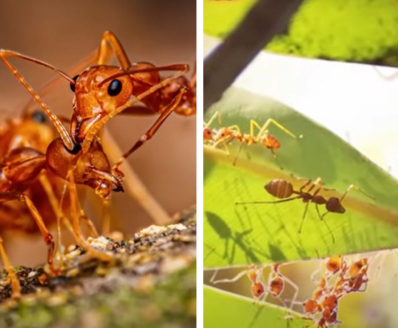 Var kļūt agresīvas, sāpīgi dzeļ! Sarkanās uguns skudras pirmo reizi ...