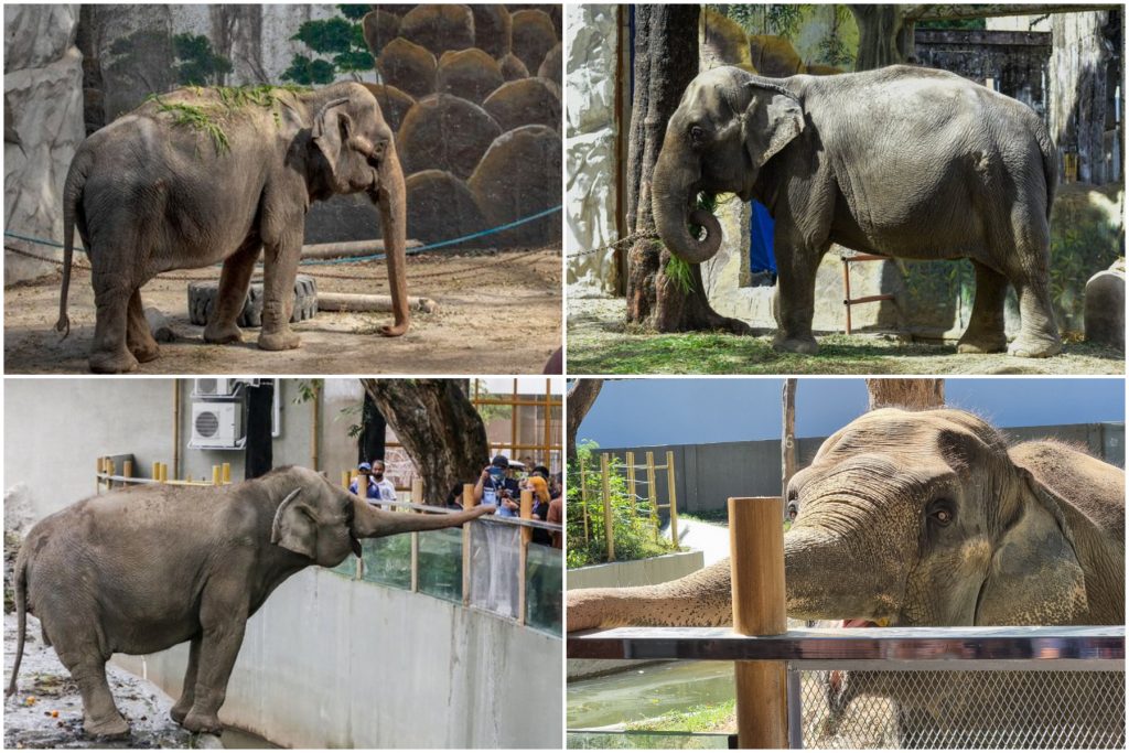 VIDEO. No vēža metastāzēm miris pasaulē skumjākais zilonis. Zoodārzs ...