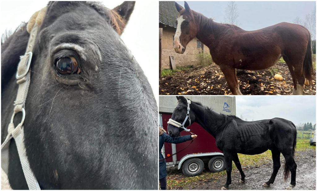 FOTO, VIDEO. Alkohola pudeles, šprices, izkārnījumi: jāšana sporta ...
