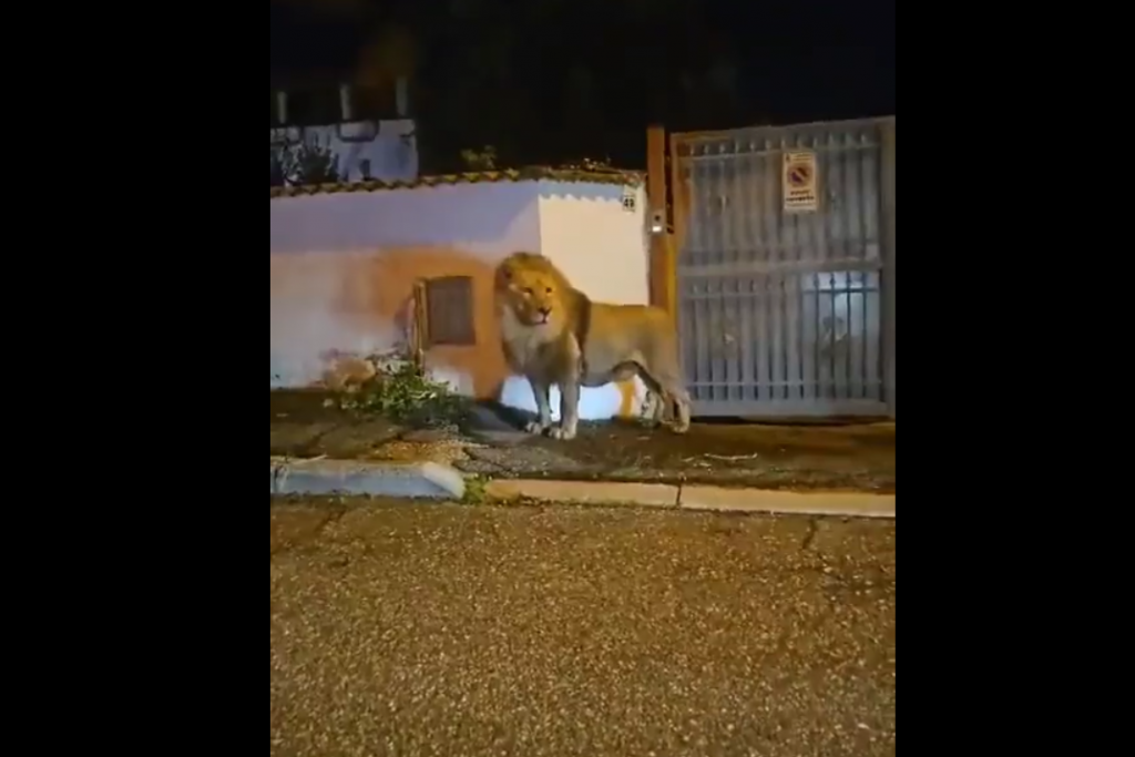 VIDEO. Zvēru karalis lauva pāris stundas izbauda brīvību, klaiņojot pa ...