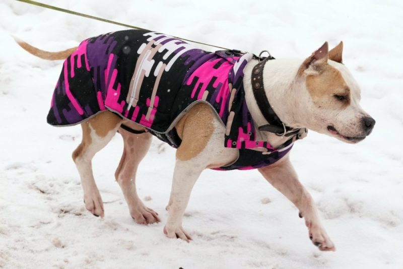 Sestdien debesis Latvijā būs mākoņainas, tomēr vietām austrumos ...