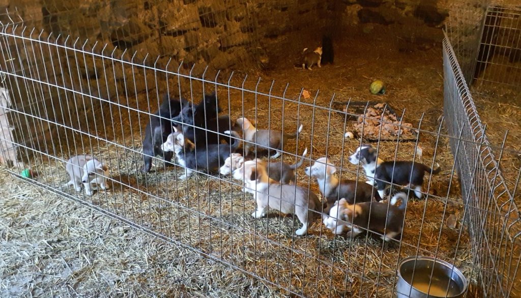 No dzīvnieku audzētavas “Lieldeviņzare” izglābti 106 suņi. Par soda ...