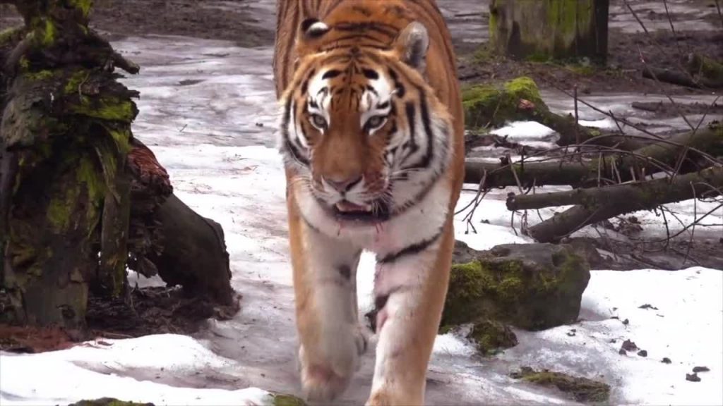 VIDEO. Lai tiktu pie dzimšanas dienas dāvanas, Rīgas Zoodārza tīģerim ...