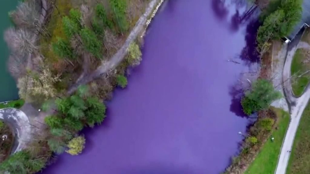 VIDEO. Vācijā ezers iekrāsojies spilgti violetā krāsā | LA.LV