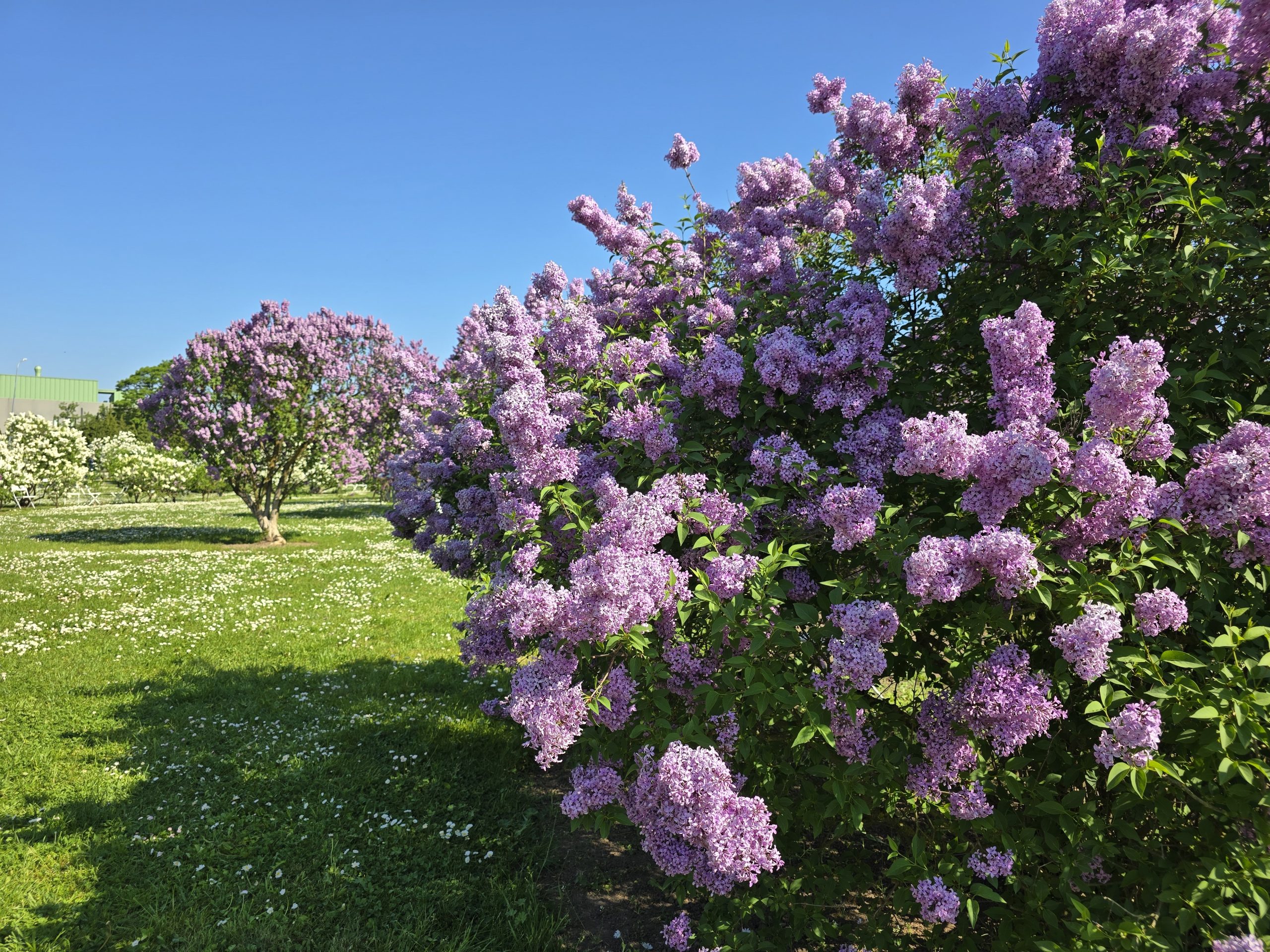 Saule beidzot atgriezīsies? Sinoptiķiem ir labas ziņas par trešdienas ...