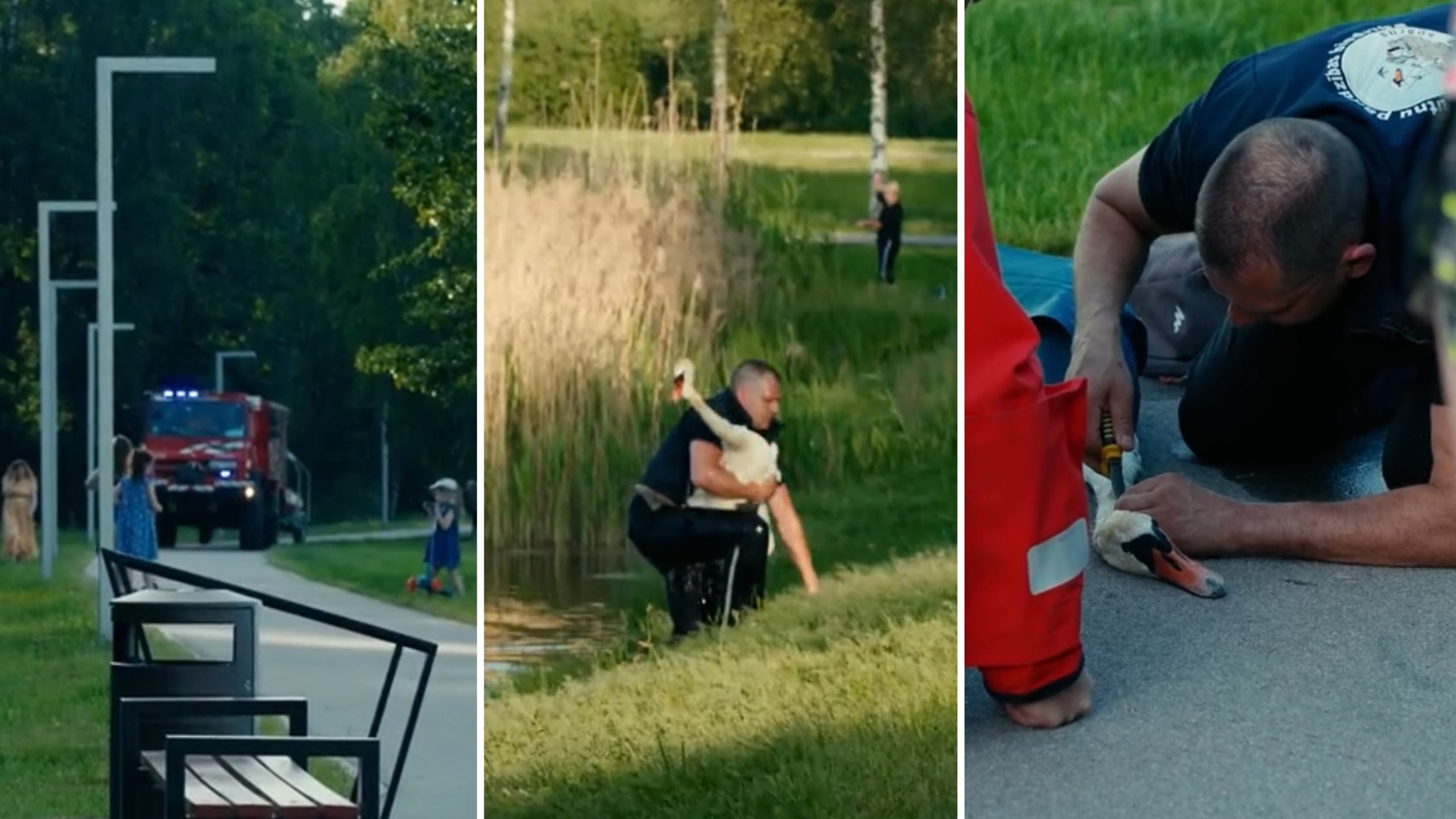 VIDEO. “Nabaga gulbītim kaklā ieķēries vizulis no makšķernieku āķa ...