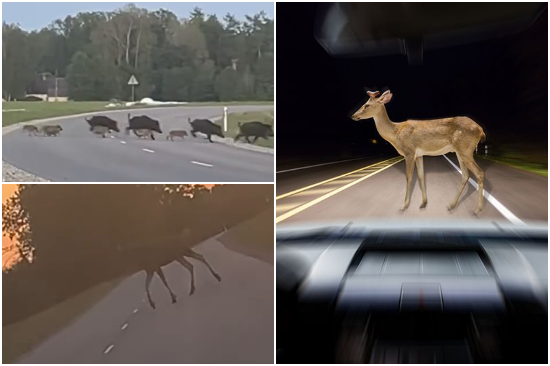 VIDEO. “Kaut ko tādu dzīvē nebiju redzējusi!” Kristīne netālu no ...