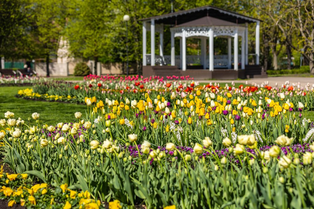 FOTO. 80 000 ziedošu tulpju, narcišu un hiacinšu! Tik skaistu Jūrmalu ...