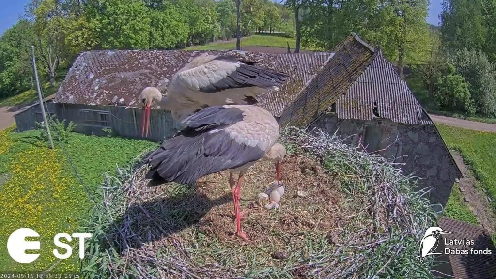 VIDEO. Stārķu pāris Mamma un Tuks sagaidījuši pirmos divus stārķēnus ...