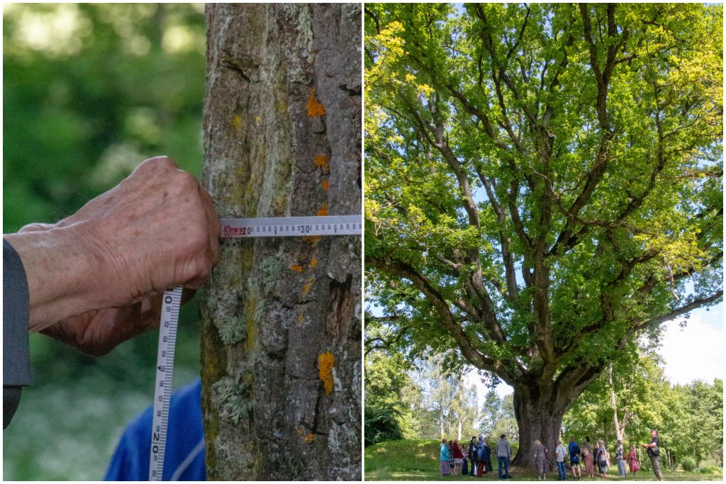Vareni! Smiltenes novads joprojām var lepoties ar vainagā kuplāko ...