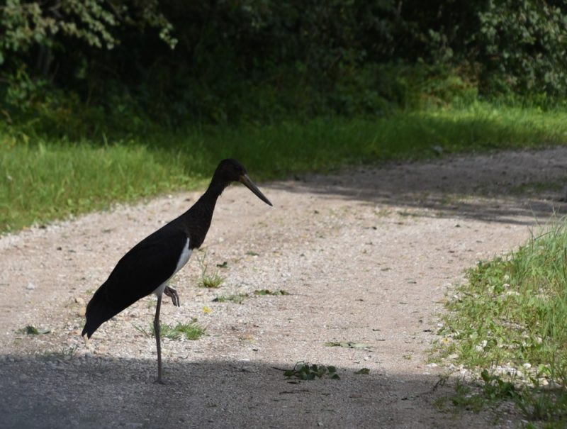 FOTO. Pēteris Apinis: Pļavu plūdu ekskursija uz Dunduru pļavām | LA.LV