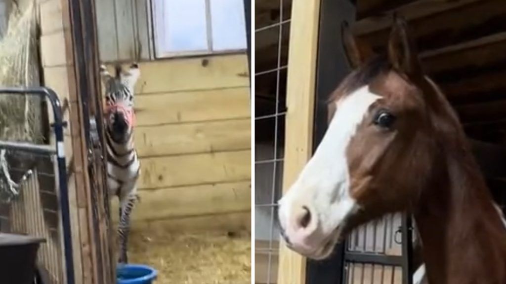 VIDEO. Soctīklotāji sajūsmā par zirga reakciju, kad tas pirmo reizi ...