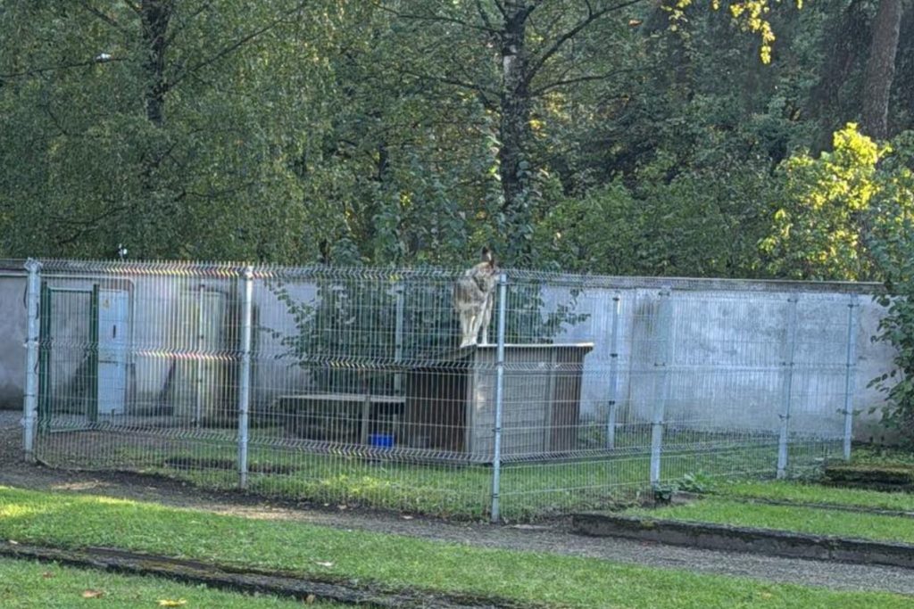 “Šis tā kā ir normāli? Pie brāļu kapiem mazā voljērā dzīvo sargsuns ...