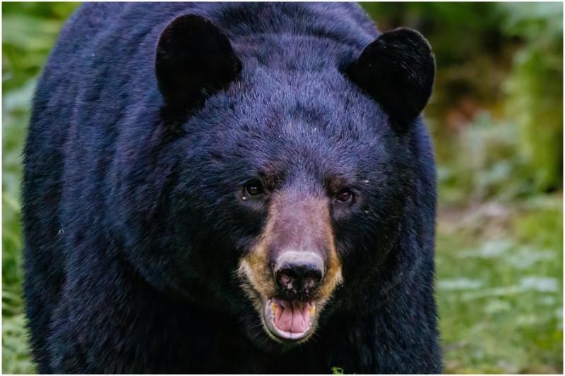 Par mata tiesu! Kā melnais lācis gandrīz uzsāka Trešo pasaules karu | LA.LV