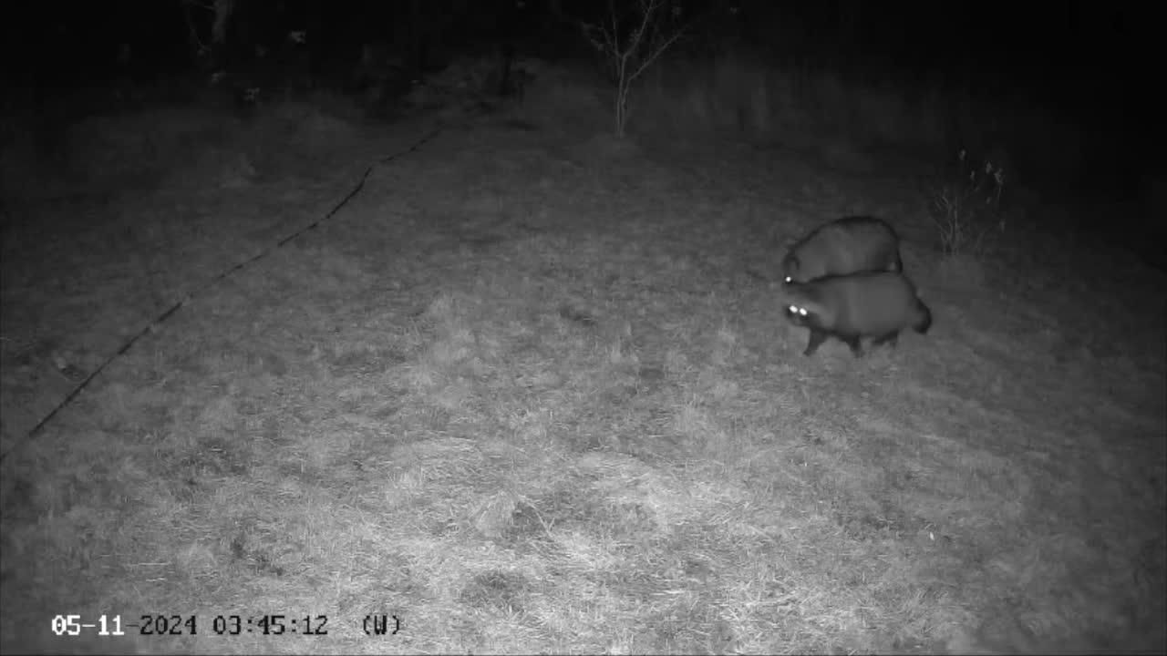 VIDEO. “Baigi smieklīgi, tādi tusnīši!” Cilvēki priecājas par jenotsuņu ...
