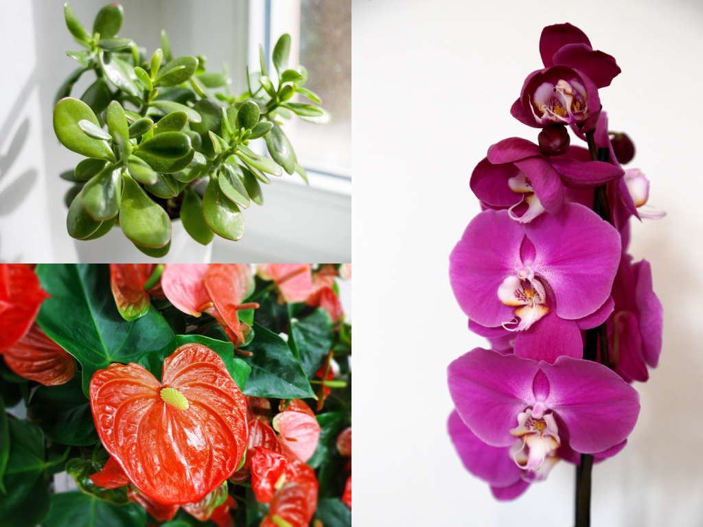 Naudas koks, antūrija, orhideja: noskaidro, kur mājoklī jānovieto šie trīs augi, lai dzīvē būtu ...