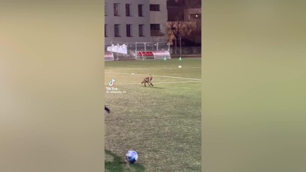 VIDEO. Rīgas centrā lapsa pārsteidz jaunos futbolistus | LA.LV