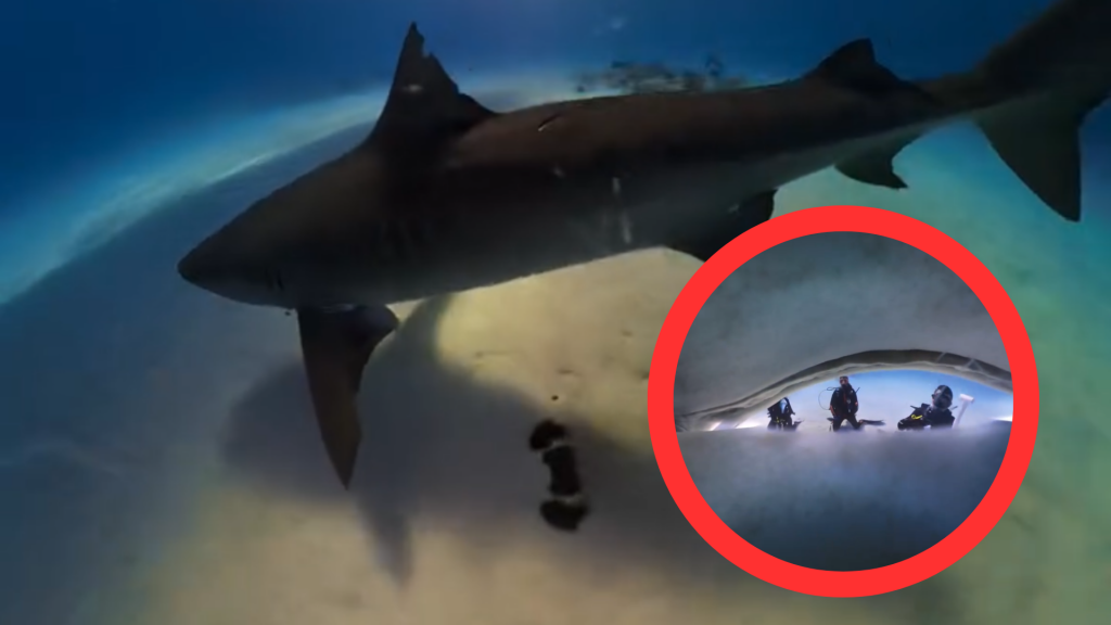 VIDEO. Kā būtu, ja būtu jeb kā izskatītos, ja tevi apēstu haizivs? | LA.LV