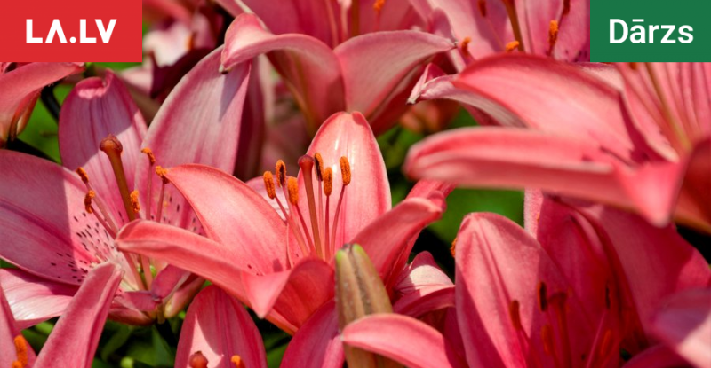 Vai pavasarī pārstādītas karaliskās lilijas ziedēs tajā pašā gadā? | LA.LV