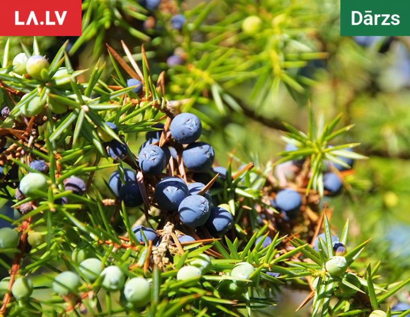 Kadiķis izaudzis jau 5 metrus garš… Kā to pareizi apgriezt? | LA.LV