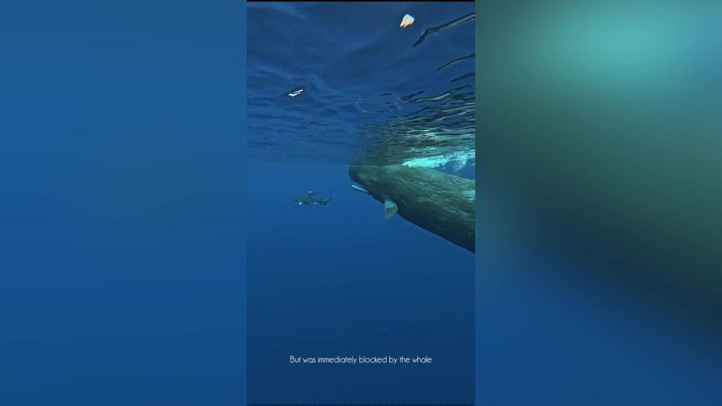 VIDEO. Kašalotu pāris pasargā nirēju no asinskāras haizivs | LA.LV