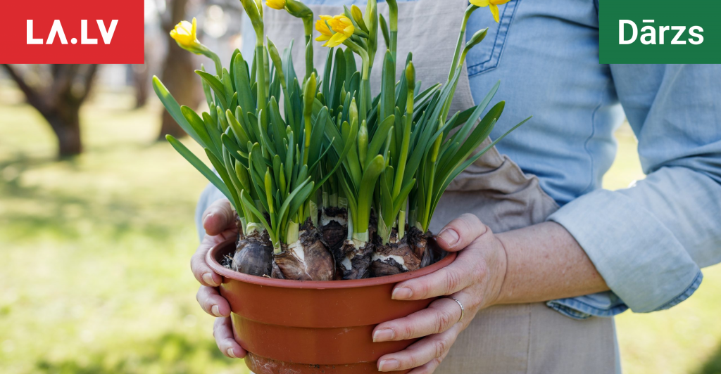 Narcišu laiks! Praktiski padomi, kā izaudzēt narcises podiņā mājās, lai ...