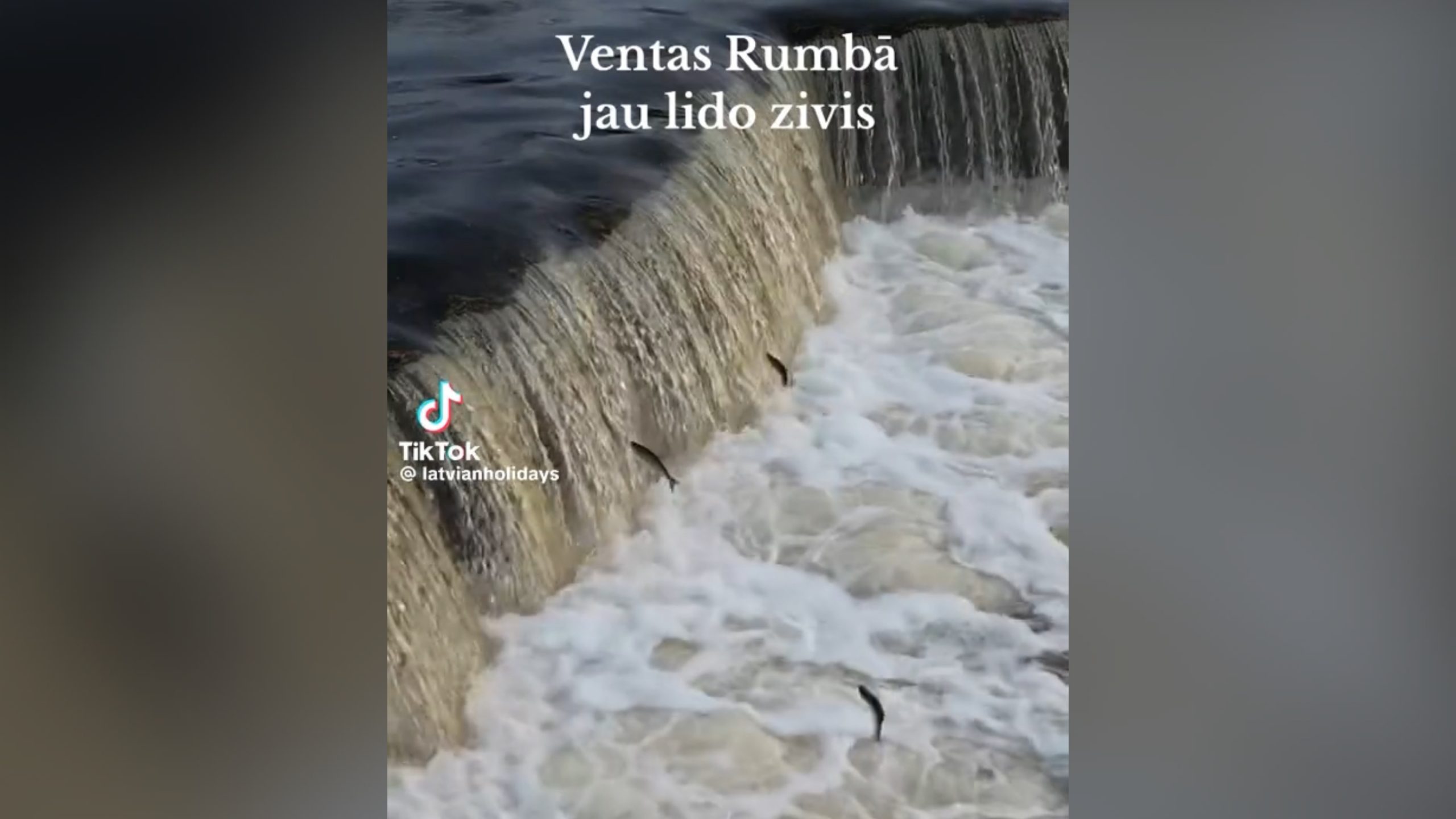 VIDEO. Kuldīgā sācies pavasara šovs – Ventas rumbā lec zivis | LA.LV