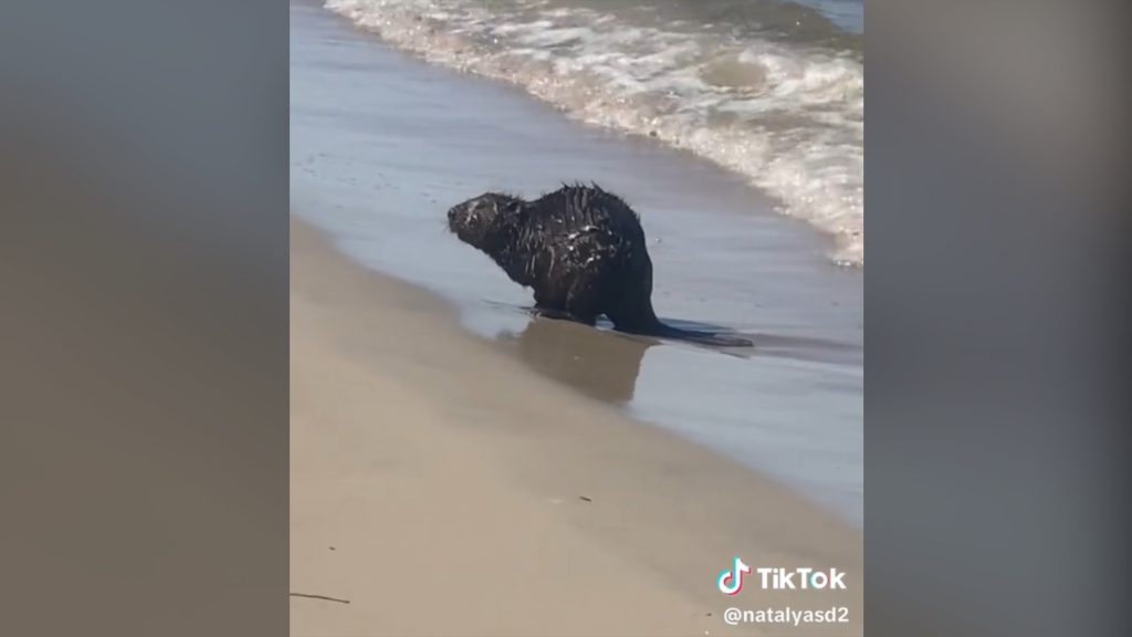 VIDEO. Nemaz nejūtas traucēts! Bebrs izbauda ūdens procedūras Jūrmalā ...