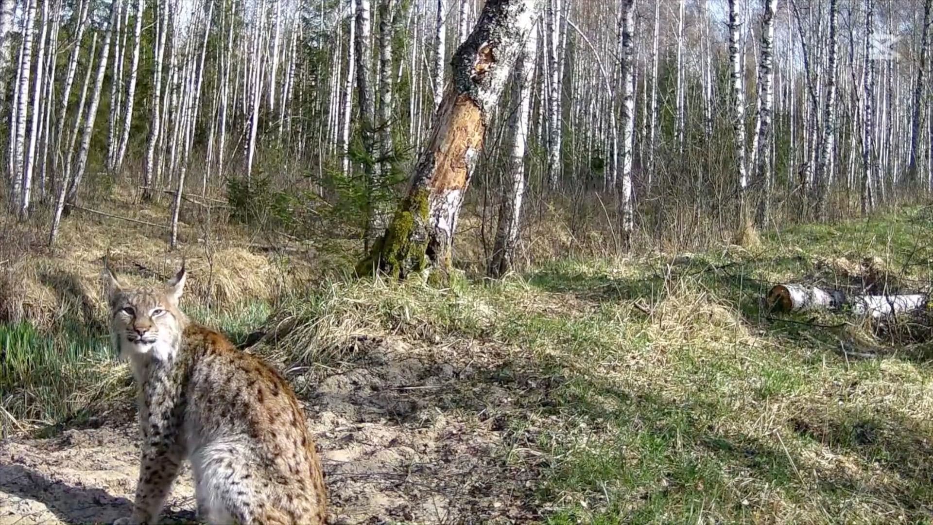 VIDEO. Saieta nams dzīvniekiem! Sedas purvā iemūžināts arī lūsis | LA.LV