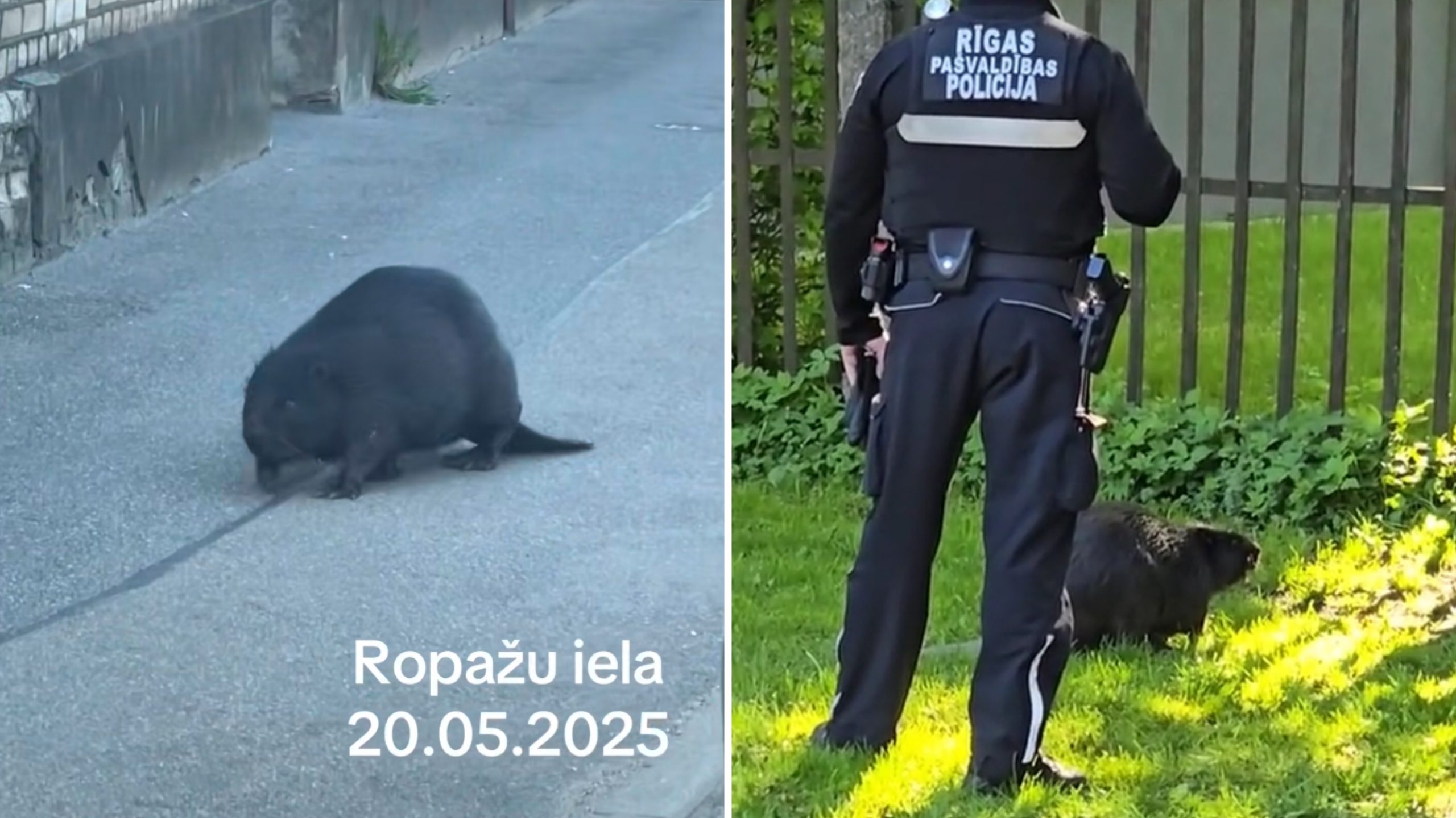 VIDEO. Kam bebrs pazudis? Sociālos tīklus pārņem bebra piedzīvojumi ...