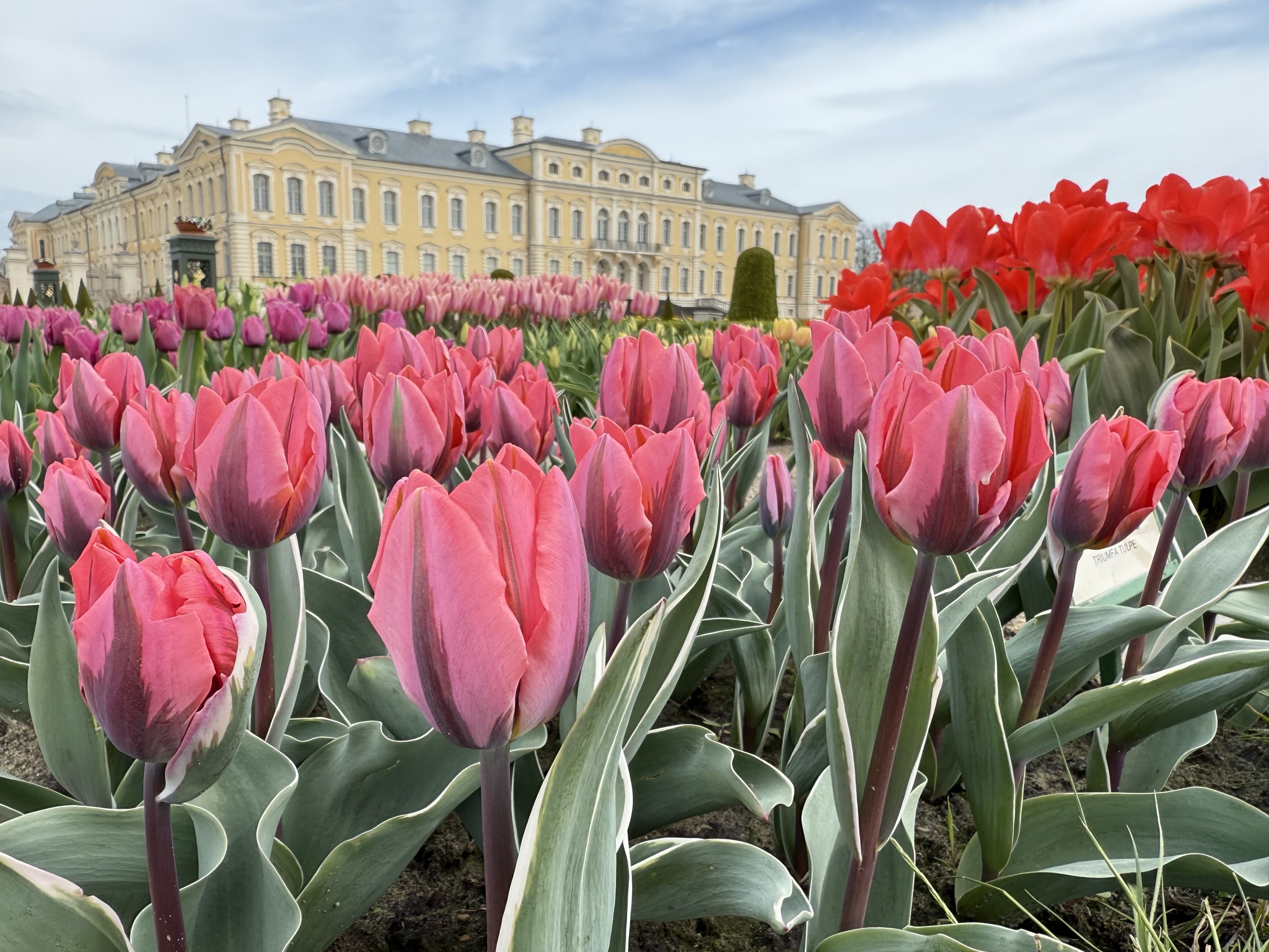 FOTO. Tulpju paradīze tepat Latvijā! Rundāles pils franču dārzs ...