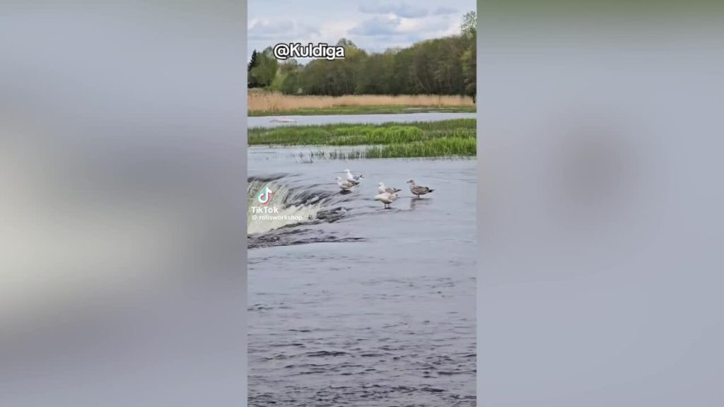 VIDEO. “Kas kaijām pa banketiņu!” Ventas rumbā kaijas demonstrē savu zivju ķeršanas taktiku | LA.LV