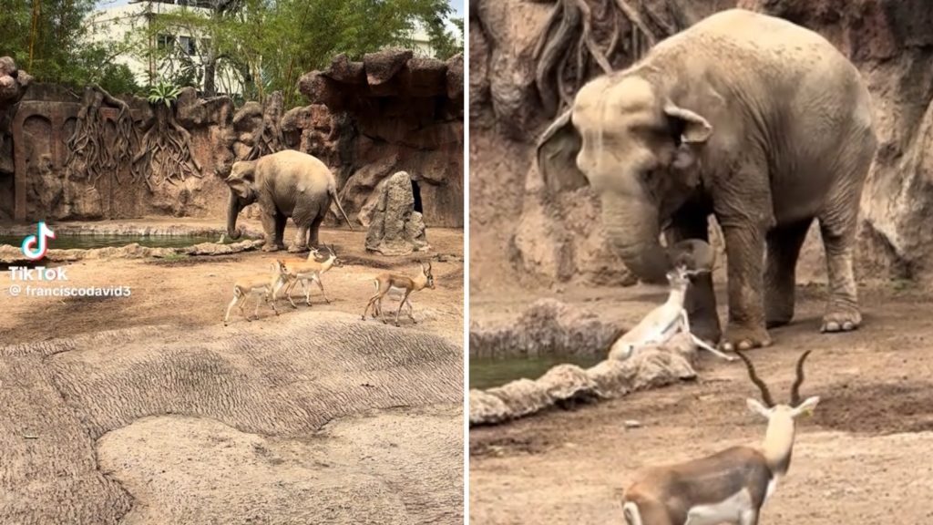 VIDEO. Ziloņa varoņdarbs: milzenis izglābj mazo gazeli no noslīkšanas ...