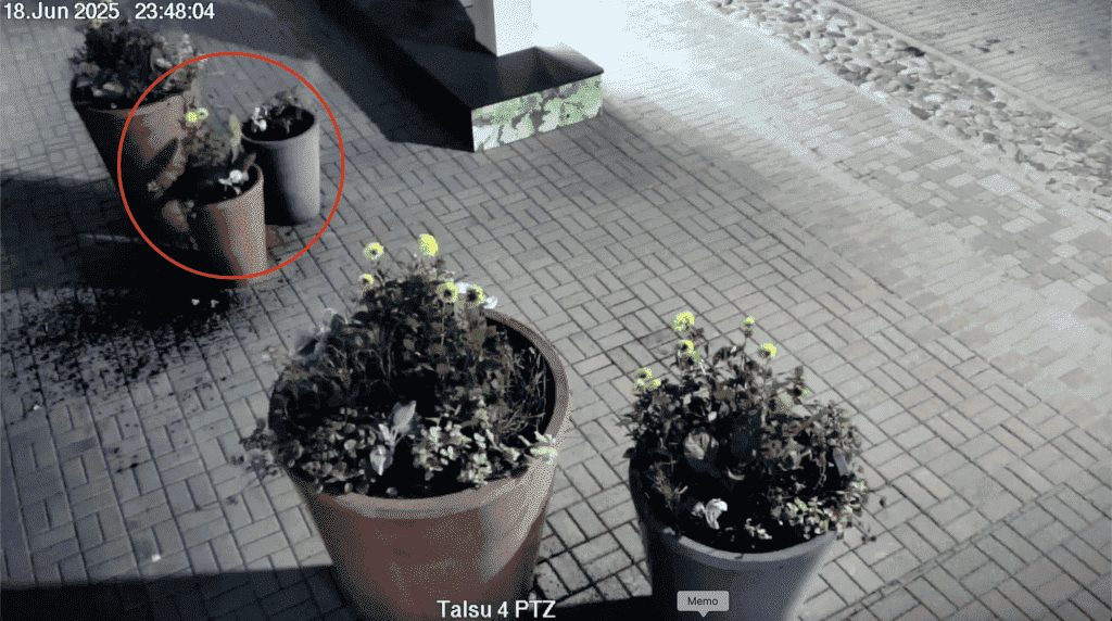 Tukumā noķerts ziedu zaglis – cauna atzīst vainu, bet turpina savas ...