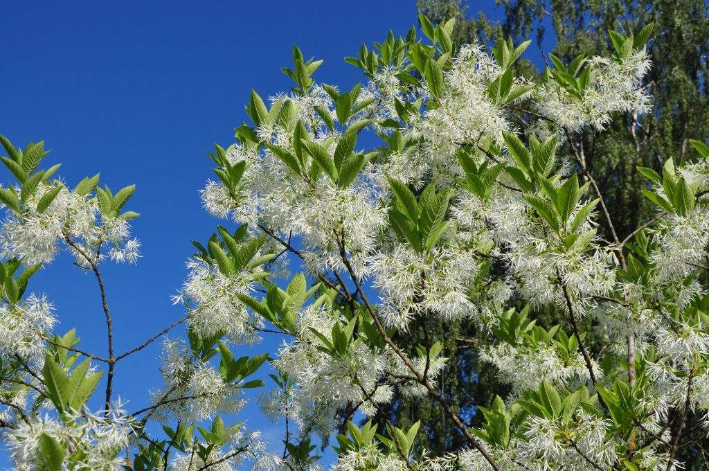 FOTO. Sniegpārsliņu brīnums jūnijā! Botāniskajā dārzā Salaspilī uzziedējis rets koks | LA.LV