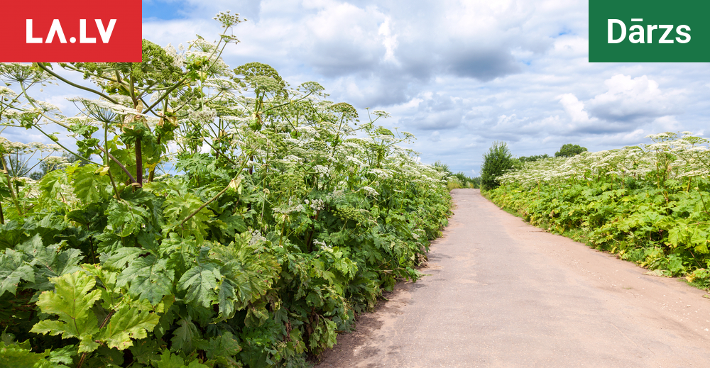 Smagi apdegumi, aklums un pat amputācija: kāpēc latvāņi ir bīstami ...