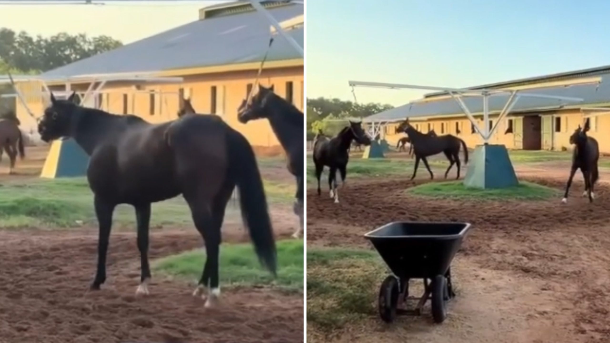 VIDEO. Zirgs atmodina savu iekšējo Maiklu Džeksonu un sasmīdina pusi ...