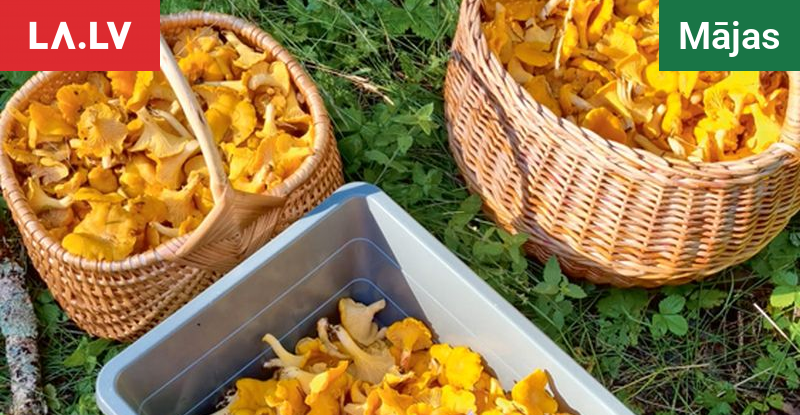 Ātri un vienkārši: kā notīrīt gailenes, izmantojot sēņotāju vidū ...