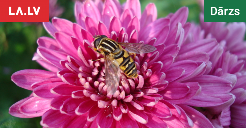 Ne visi dārza kukaiņi ir kaitīgi, iepazīsti savus slepenos sabiedrotos ...