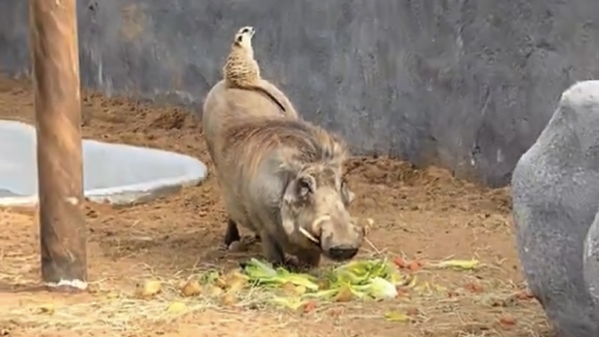 VIDEO. Hakuna Matata! Zooloģiskā dārza surikata un mežacūkas draudzība aizkustina soctīklotājus ...