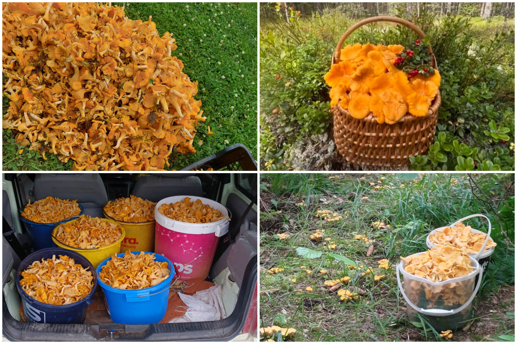 FOTO. Gailenēm pilnas vannas, spaiņi, mašīnas, ledusskapji! Tāds ...