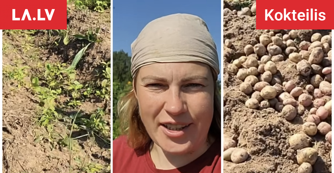 VIDEO. “Nopuvuši laksti un zeme kaila” – Magone dalās ar savu kartupeļu ...