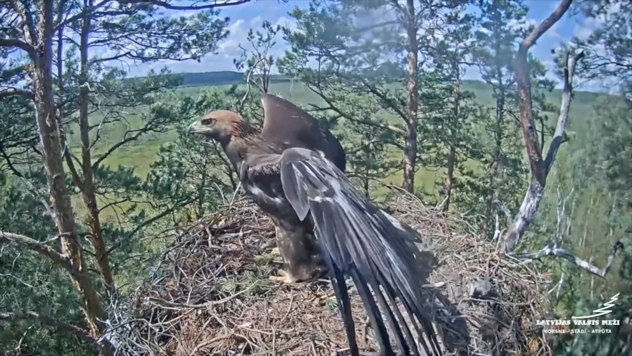 VIDEO. Jaunais klinšu ērglis Meldrs uzsāk dzīvi ārpus ligzdas | LA.LV